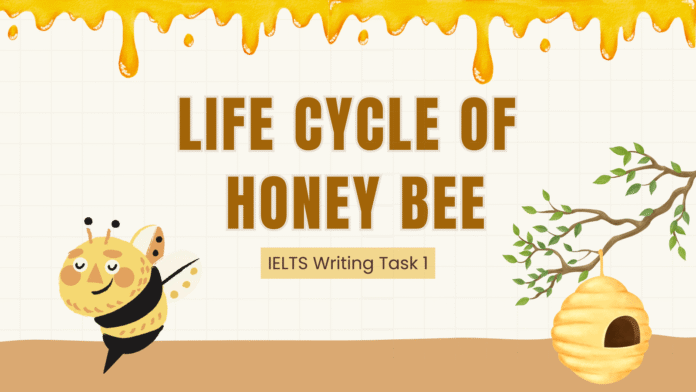 IELTS Writing Task 1: Life Cycle of Honey Bee Diagram Guide