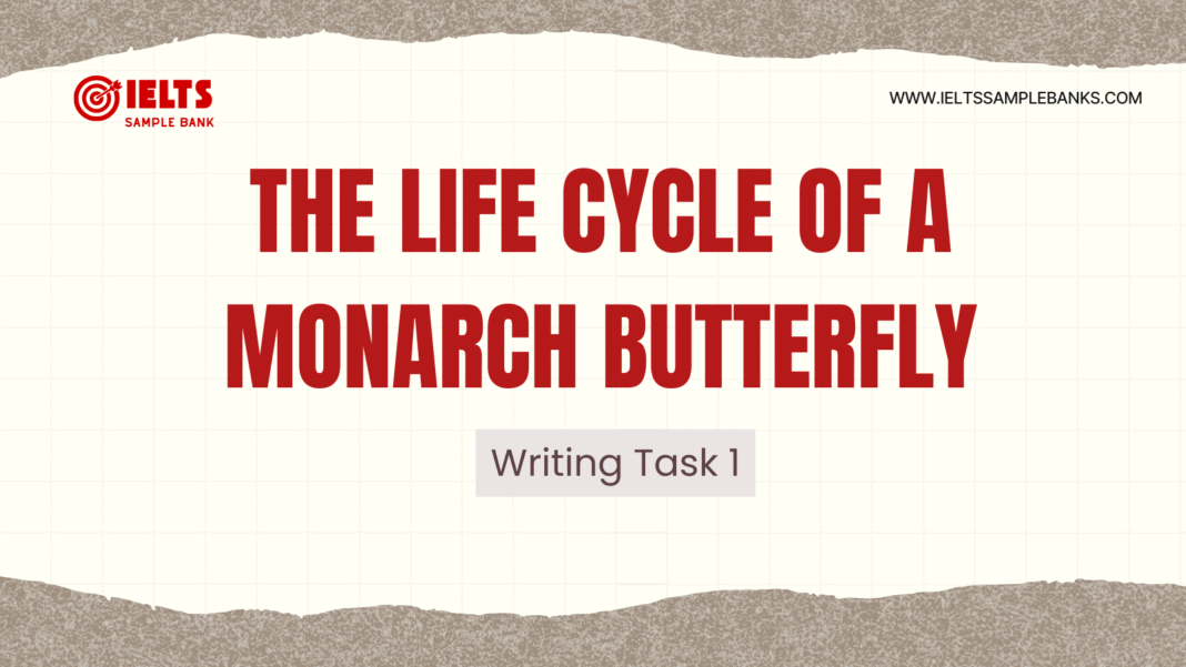 IELTS Writing Task 1 Monarch Butterfly Life Cycle Diagram Guide